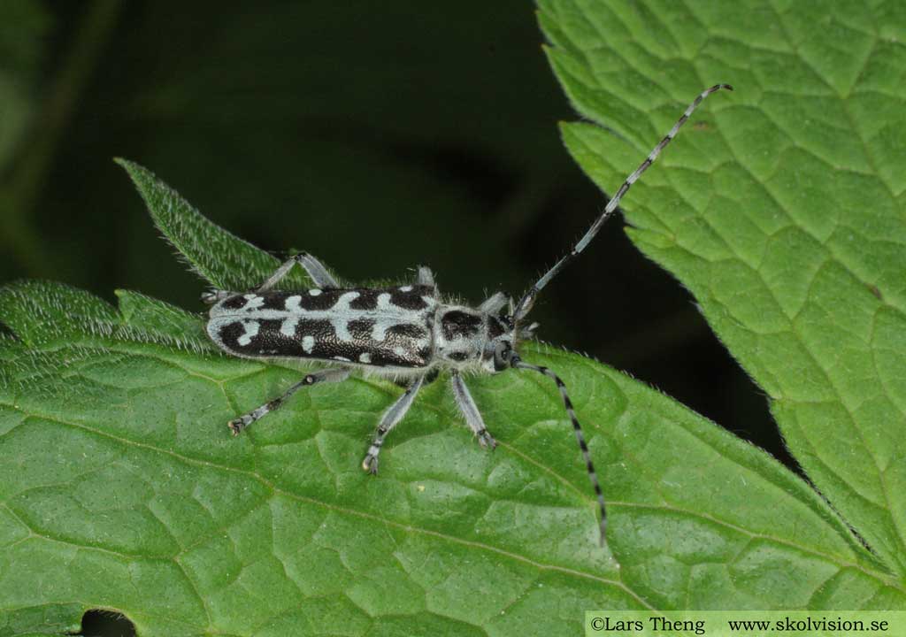Björkvedbock, Saperda scalaris