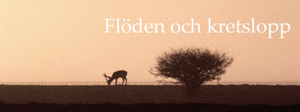 Skolvision Människa och miljö
